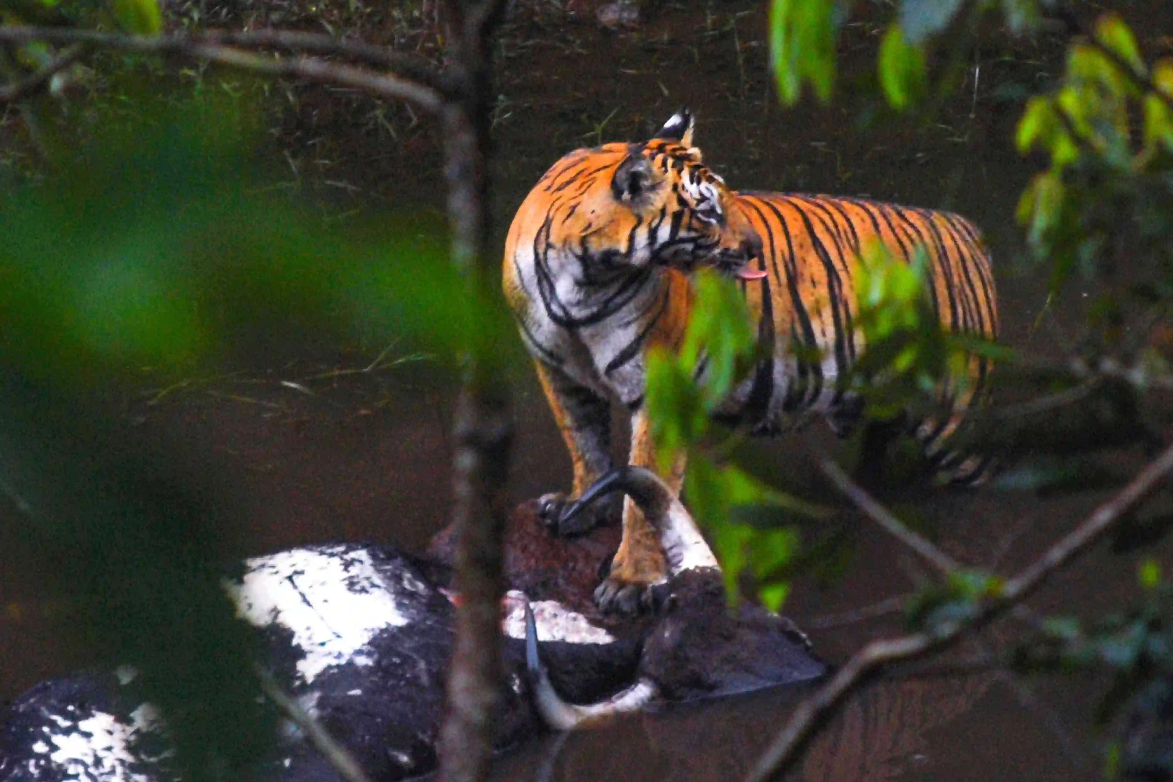 Book Tickets Online | Official Website of Periyar Tiger Reserve ...
